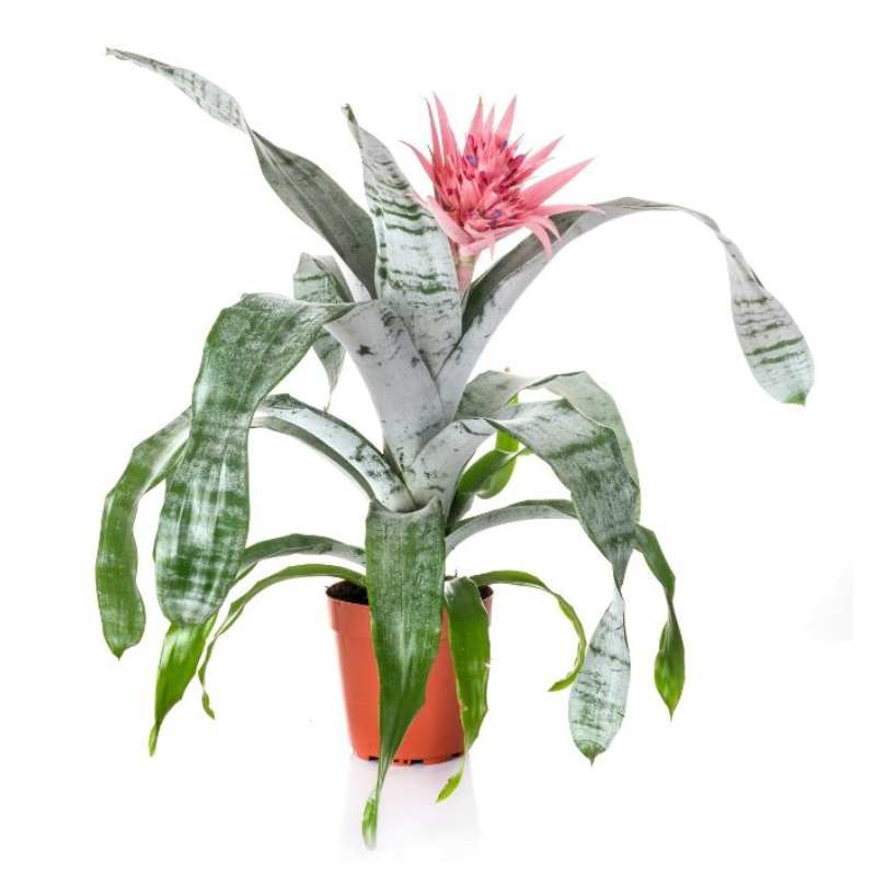 Растение в саксия Ехмея Aechmea primera 15см Н65 ⋆ MASTERHAUS