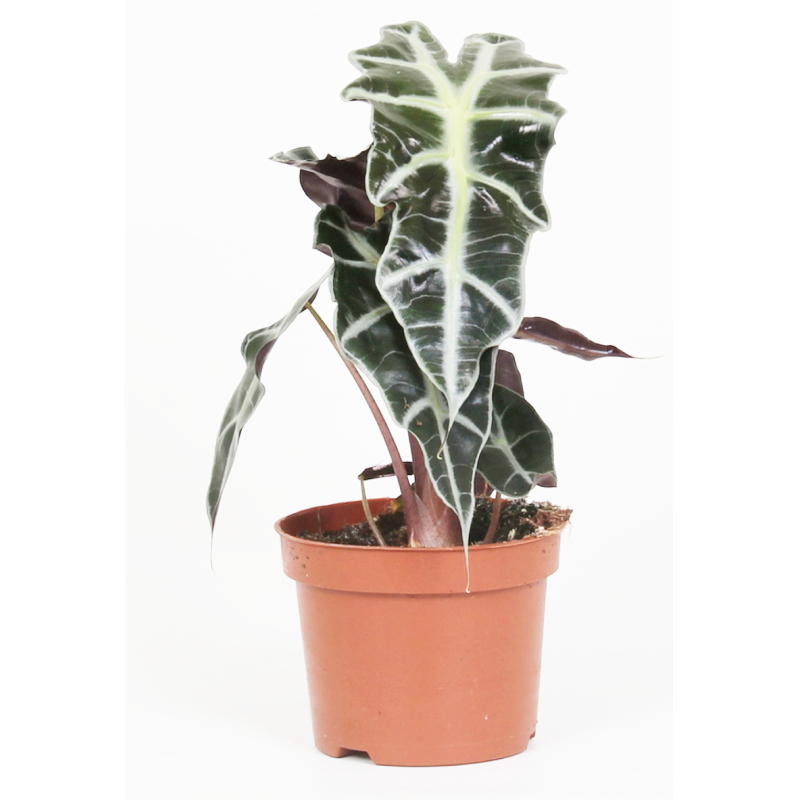 Растение в саксия Алоказия Alocasia polly 12см Н30 ⋆ MASTERHAUS