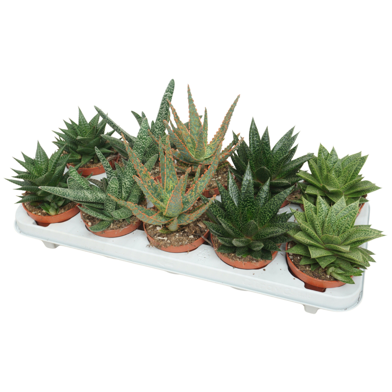 Растение в саксия Алое Aloe/Haworthia 5,5см Н90 ⋆ MASTERHAUS