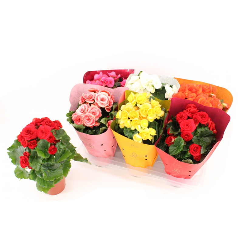 Растение в саксия Бегония Begonia mix 14см Н31 ⋆ MASTERHAUS