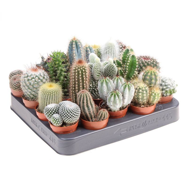 Растение в саксия Кактус Cactus mix 5.8см Н12 ⋆ MASTERHAUS