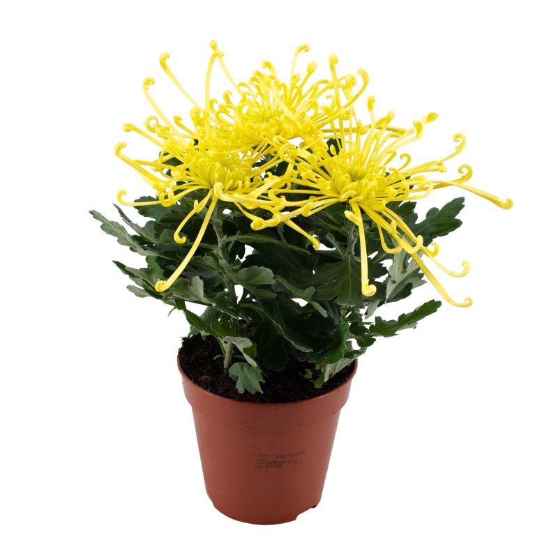 Растение в саксия Хризантема Chrysanne fireworks yellow 13см Н35 ⋆ ...