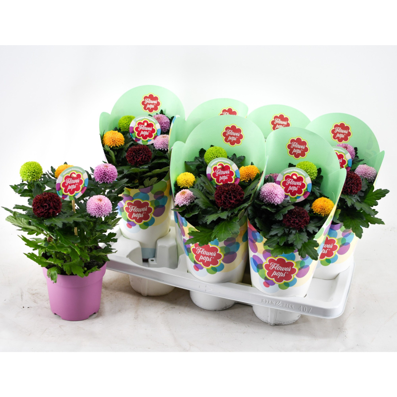 Растение в саксия Хризантема Chrysanne flowerpops 14см Н35 ⋆ MASTERHAUS