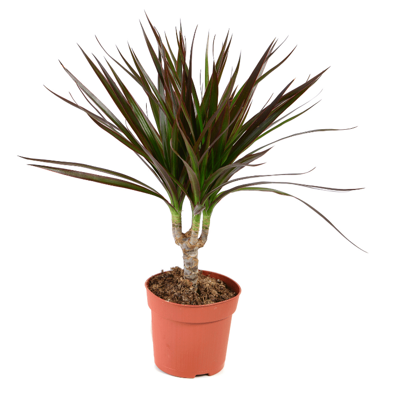 Растение в саксия Драцена маргината Dracaena marginata stem 12см Н50 ⋆ ...