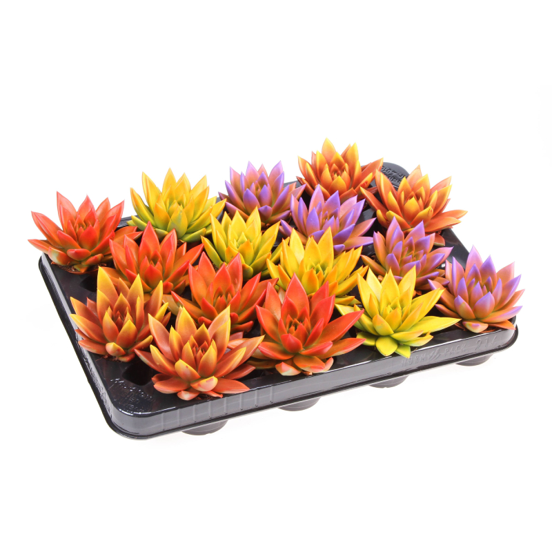 Растение в саксия Ечеверия Echeveria Rainbow bicolor 6см Н8 ⋆ MASTERHAUS