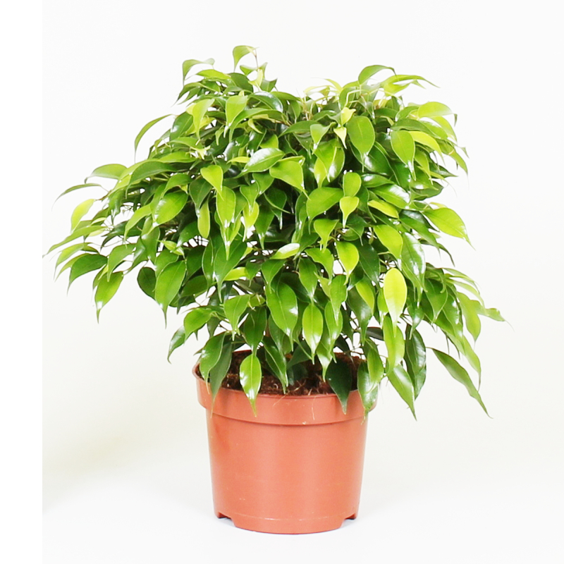 Растение в саксия Бенджамин зелен Ficus benj. green kinky 12см Н27 ⋆ ...