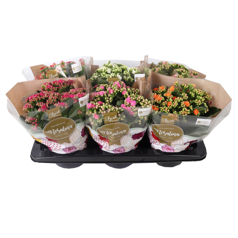Растение в саксия Каланхое Kalanchoe rosalina mix 15см Н27 ⋆ MASTERHAUS