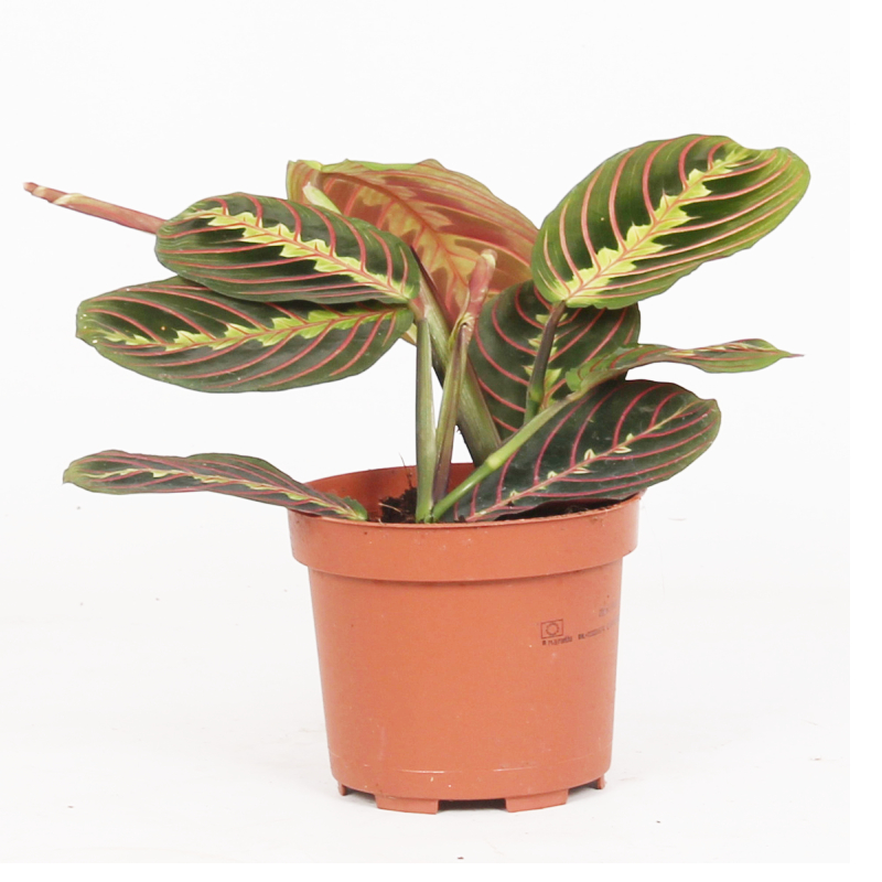 Растение в саксия Маранта Maranta leuconeura 12см Н20 ⋆ MASTERHAUS