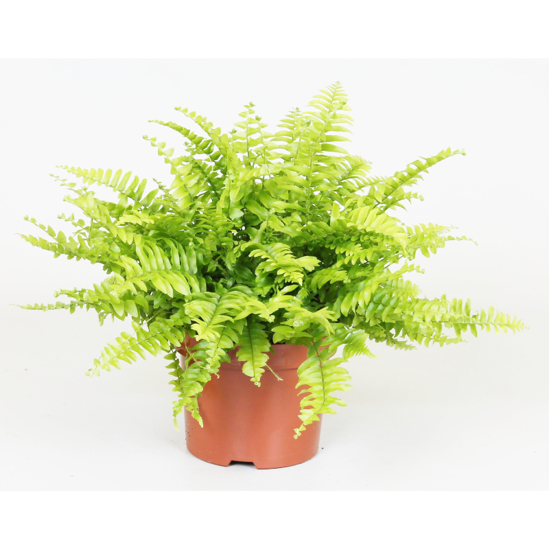 Растение в саксия Нефролепсис Nephrolepis boston blue bell 12см Н27 ⋆ ...