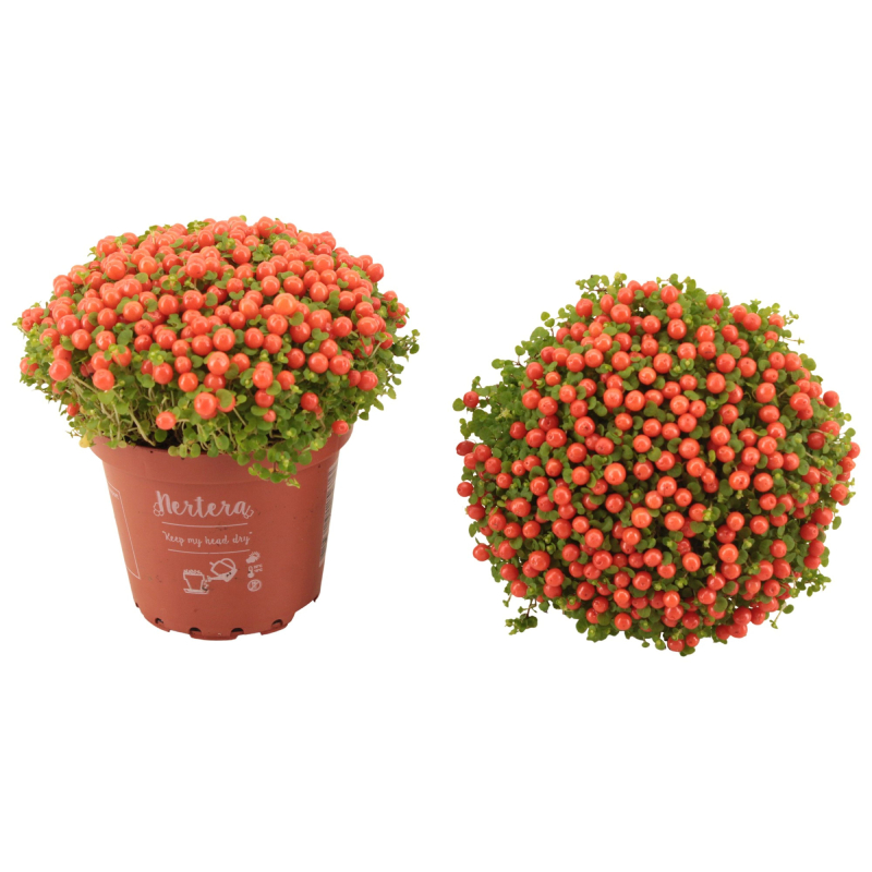 Растение в саксия Нертера Nertera granadensis 'astrid' 8см Н10 ⋆ MASTERHAUS