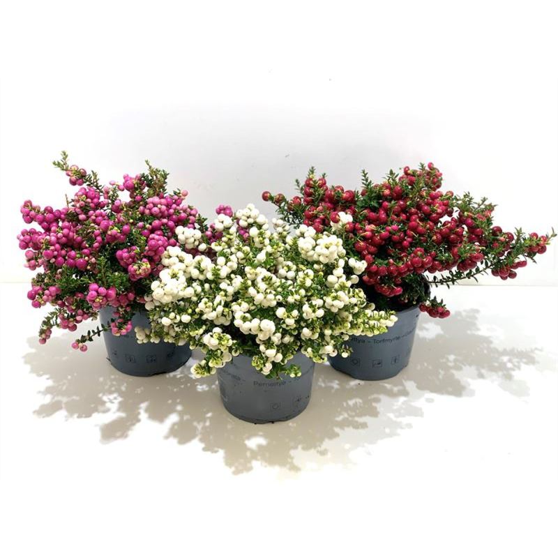 Растение в саксия Пернития Pernettya mix 17см Н25 ⋆ MASTERHAUS