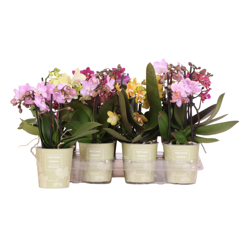 Растение в саксия Орхидея Phalaenopsis natural charm mix 9см Н30 ⋆ ...