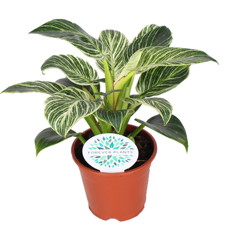 Растение в саксия Филодендрон Philodendron birkin 14см Н25 ⋆ MASTERHAUS