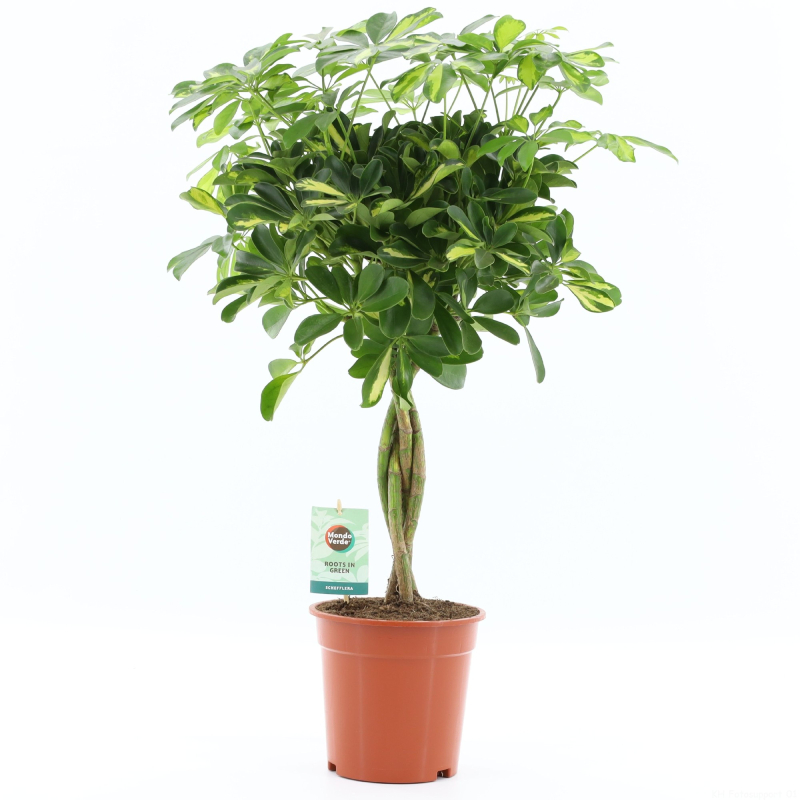 Растение в саксия Шефлера Schefflera arboricola 'gold capella' 19см Н75 ...