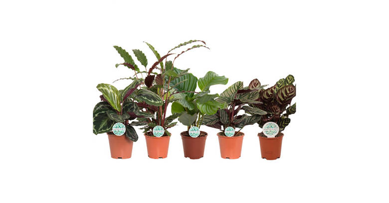 Растение в саксия Калатея Calathea mix 14см Н45 ⋆ MASTERHAUS