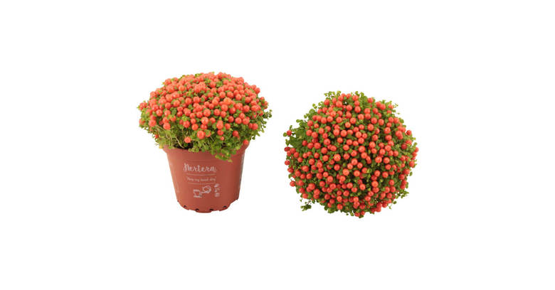 Растение в саксия Нертера Nertera granadensis 'astrid' 8см Н10 ⋆ MASTERHAUS